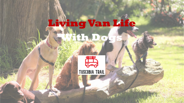 Van Life With Dogs (Tips For Living With Your Pets)